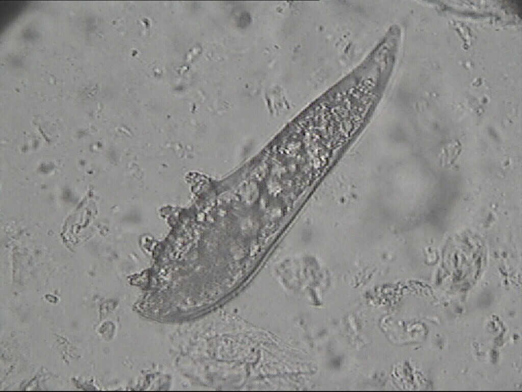 So Funktioniert's - demodex.de