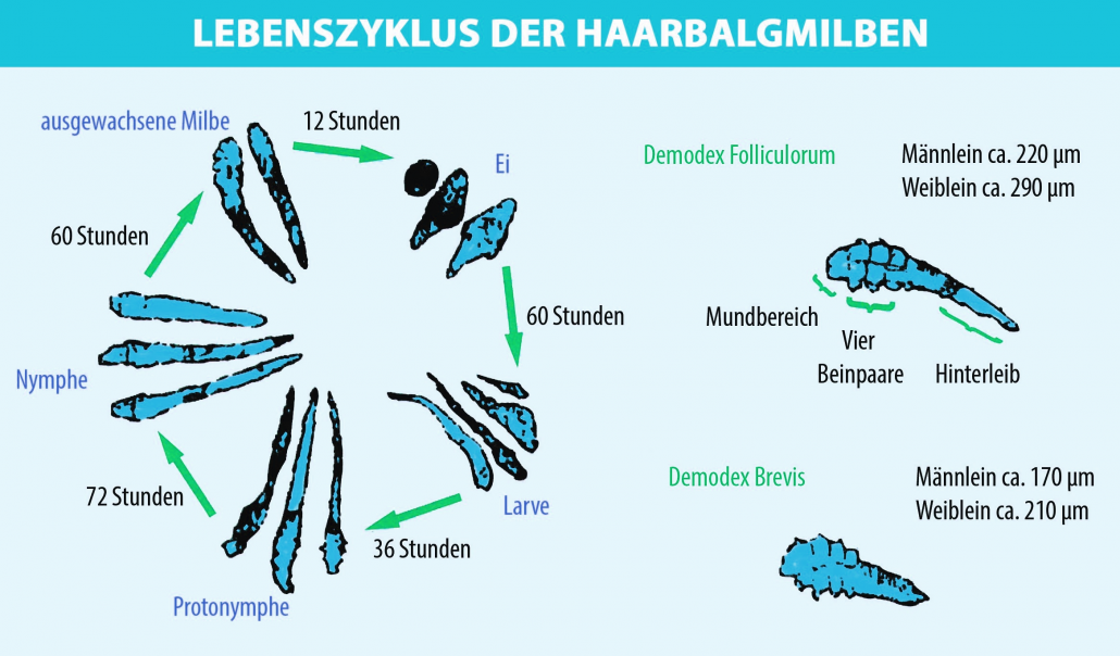 Lebenszyklus der Haarbalgmilben - demodex.de
